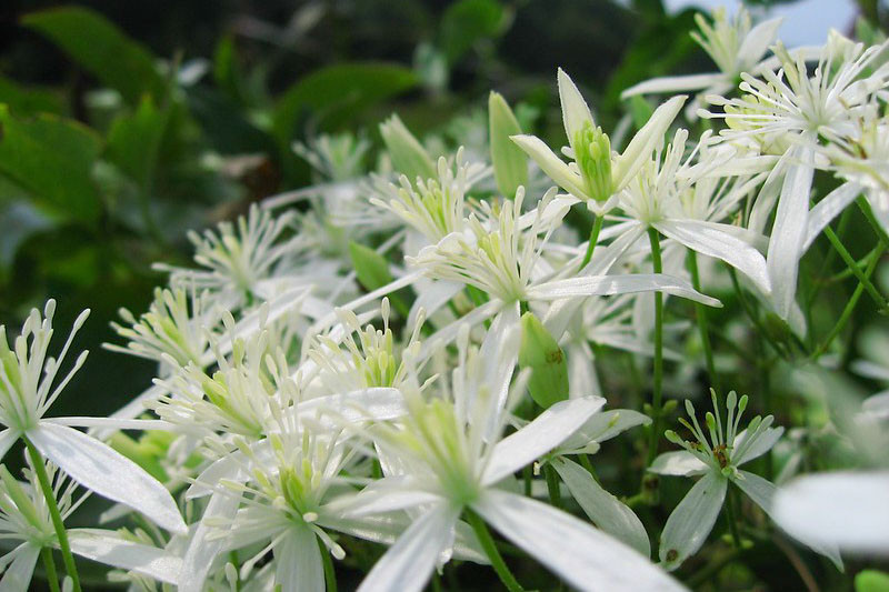 South Carolina Native Vines - Color, Cover, Wildlife