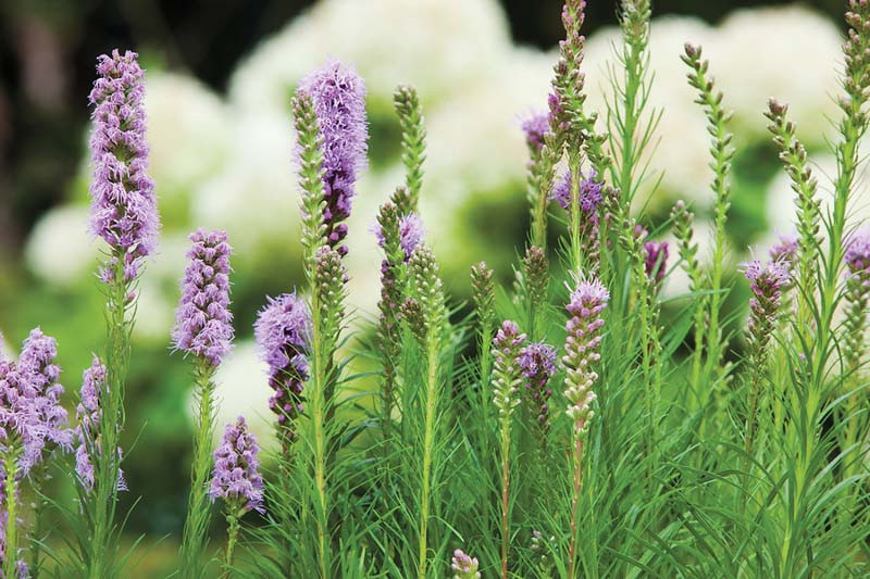 Recommended Native Wildflowers for North Carolina