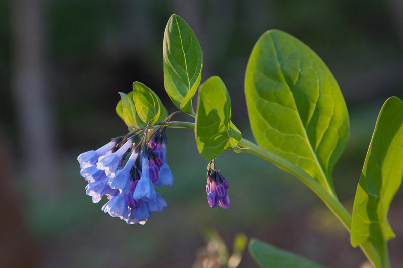 Shade-Loving Native Annuals and Perennials for Northern Virginia