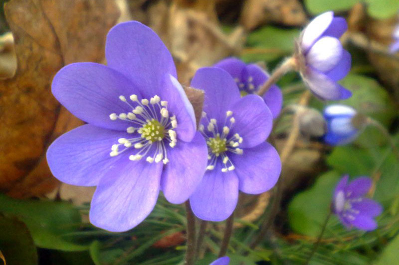 SC Shade Garden – Native Annuals and Perennials That Thrive