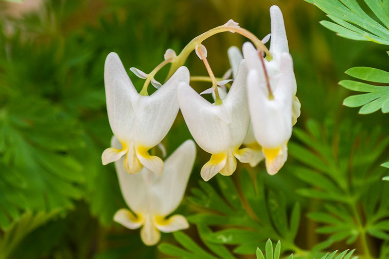 Best Shade-Loving Native Plants for Virginia's Northern Piedmont
