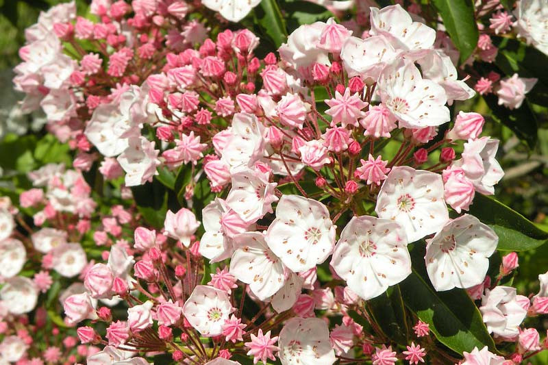 Recommended Shade-Loving Native Shrubs for Georgia