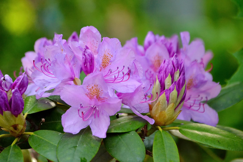 South Carolina Flora Best Plants For Summertime In South Carolina