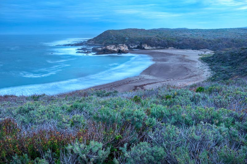 Top Native Shrubs for Shade in Central California