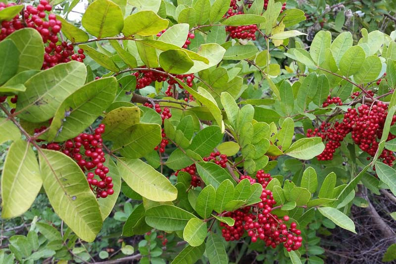 Top Shade-Loving Native Trees for North Florida