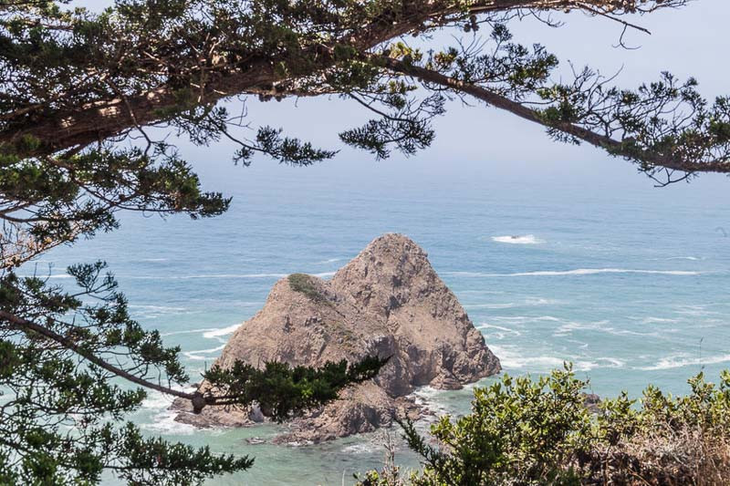 Top Native Trees for Shade in the Northern California Coast Region