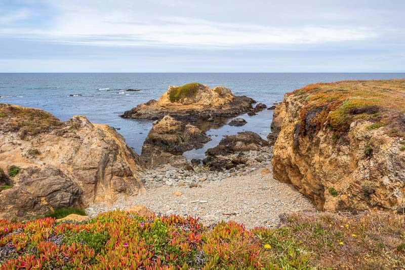 Sun-Loving Native Perennials for the Northern CA Coast Region