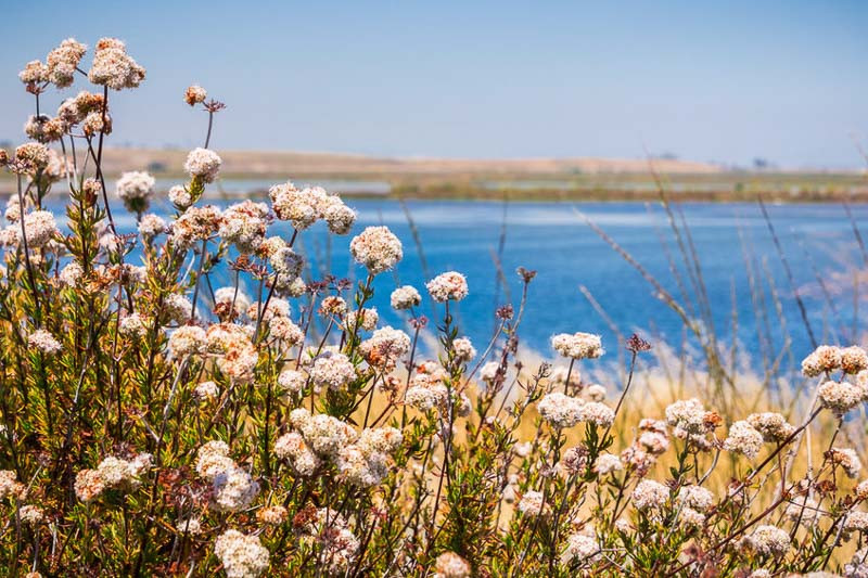 Sun-Loving Native Shrubs for Northern California Coast