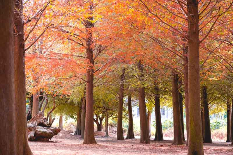 Sun-Loving Native Trees for Central Florida - Best Picks