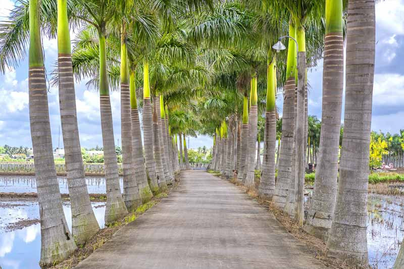Sun-Loving Trees for South Florida - Best Picks