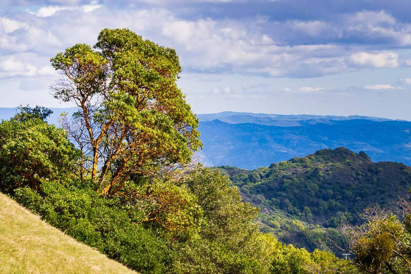 Sun-Loving Native Trees for Northern California Coast