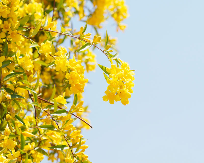 Recommended Native Vines for Virginia's Capital Region