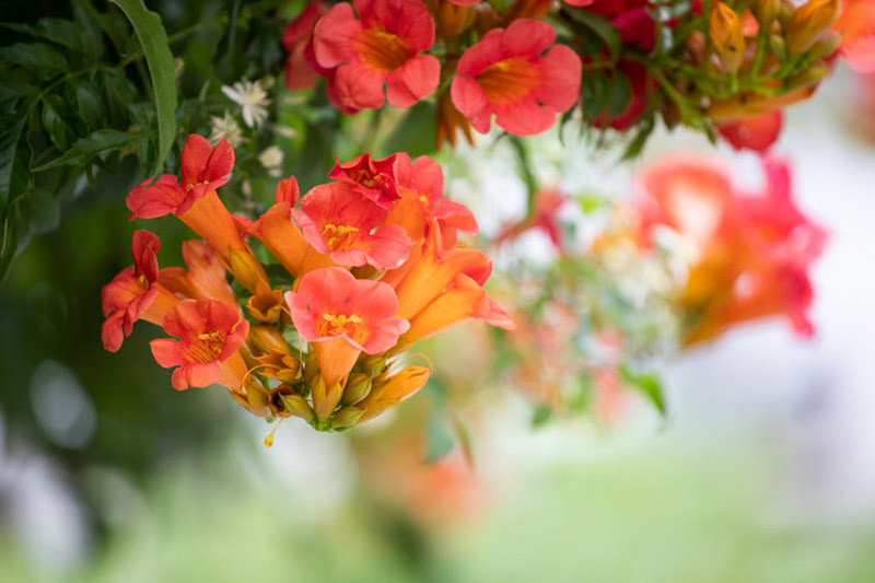 Native Vines for Southeast Virginia - Color, Cover, Wildlife