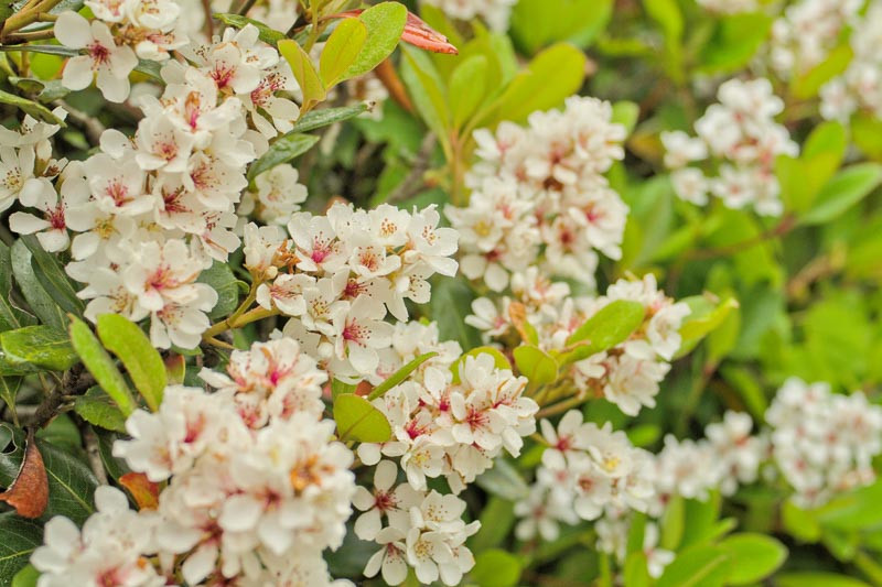 Rhaphiolepis umbellata 'Minor' (Indian Hawthorn)