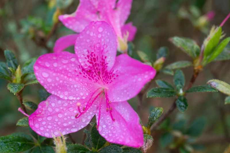 Rhododendron Autumn Royalty