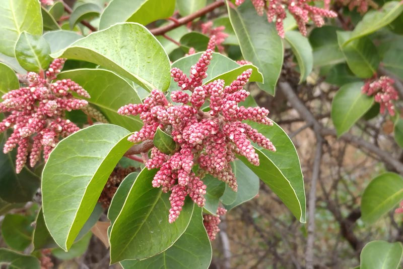 Rhus Ovata