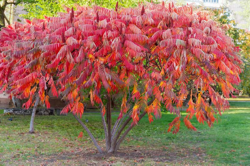 Staghorn Sumac (Rhus typhina): Everything You Need To Know