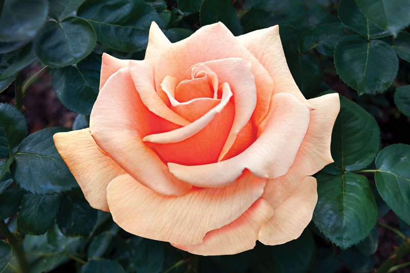 Sunset Celebration Rose