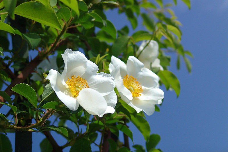 Cherokee Rose - Gardenia