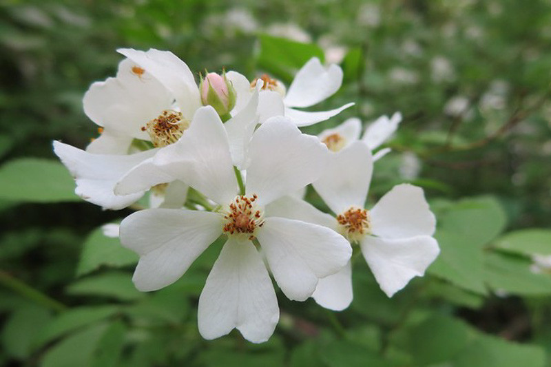 Multiflora Rose - Gardenia
