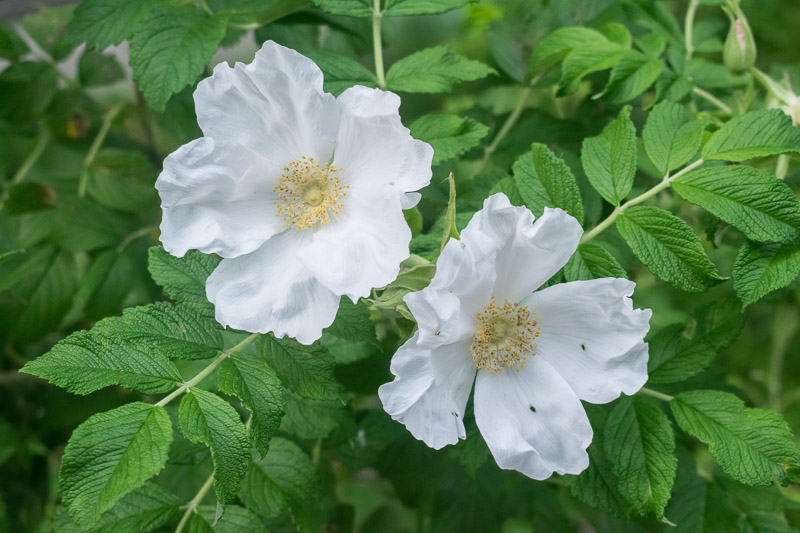 Rosa Rugosa