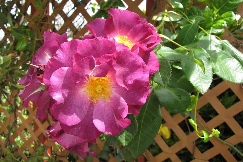 Rosa Stormy Weather (Climbing Rose)