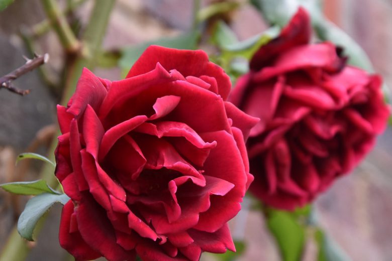 Rosa 'Crimson Glory' (Climbing Rose)