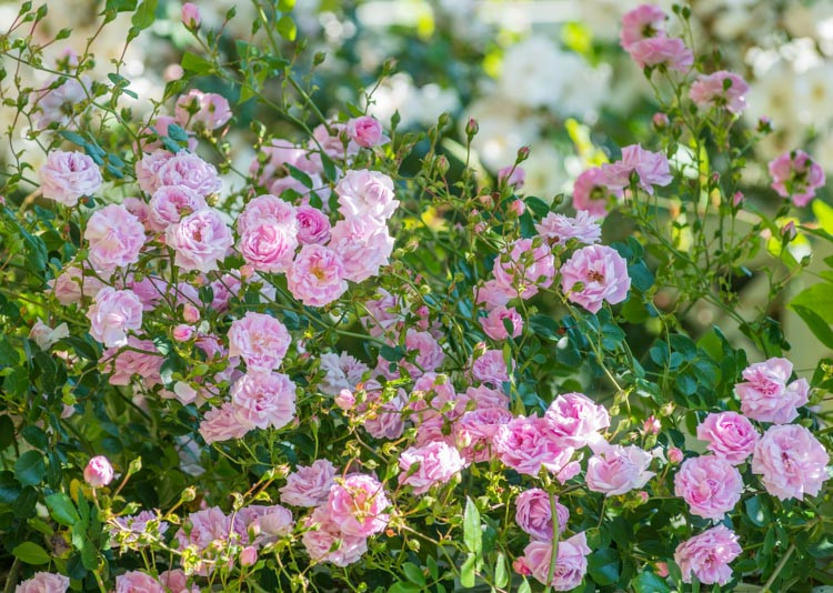 Rosa 'Debutante' (Rambling Rose)