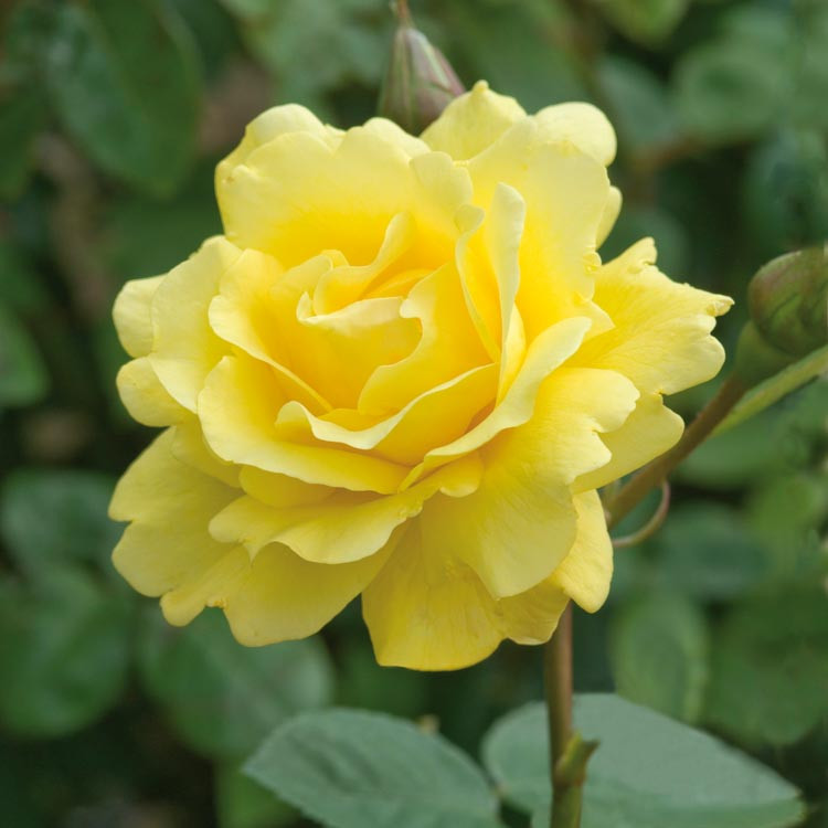 Rosa Golden Gate (Climbing Rose)