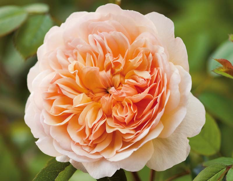 Rosa Port Sunlight (English Rose)