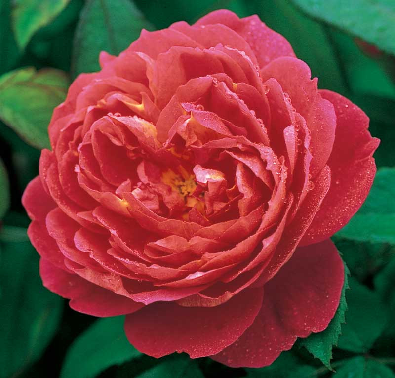Rosa 'Benjamin Britten' (English Rose)