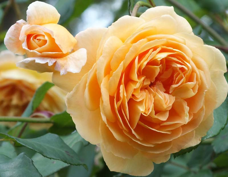 Rosa 'Crown Princess Margareta' (English Rose)