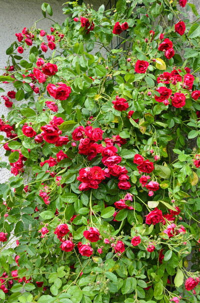 Rosa Flammentanz (Climbing Rose)