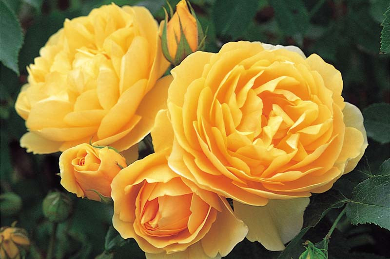 Rosa Graham Thomas (English Rose)