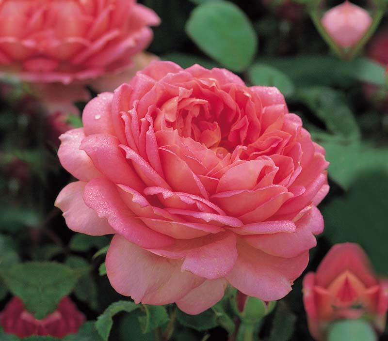 Rosa 'Jubilee Celebration' (English Rose)