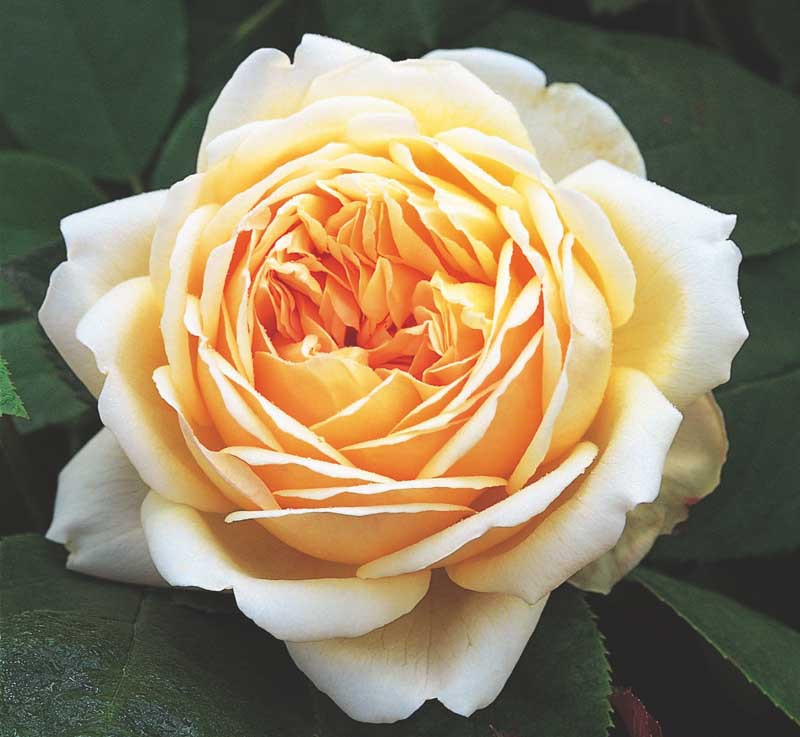 Rosa Jude the Obscure (English Rose)