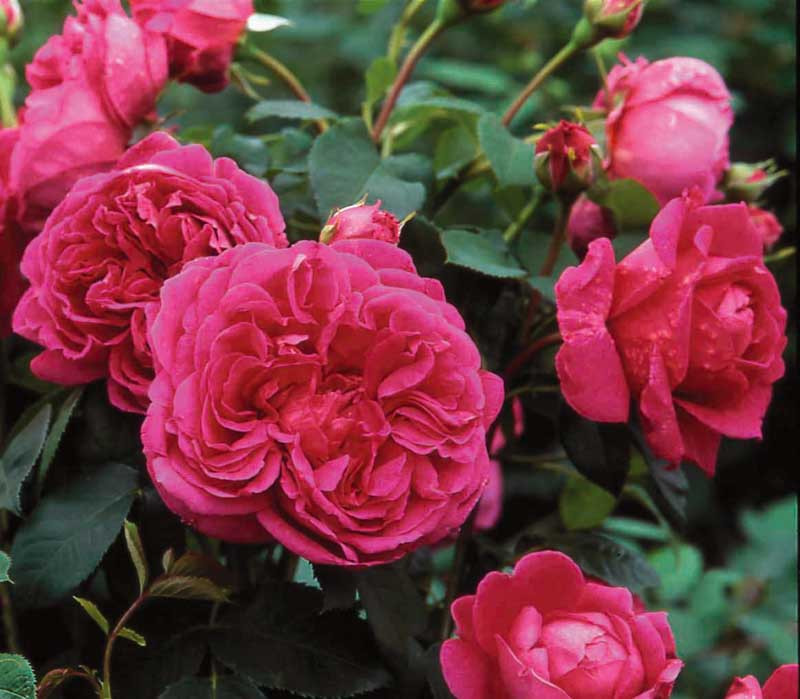 Rosa Lady of Megginch (English Rose)