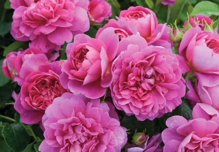 Rosa Princess Anne (English Rose)