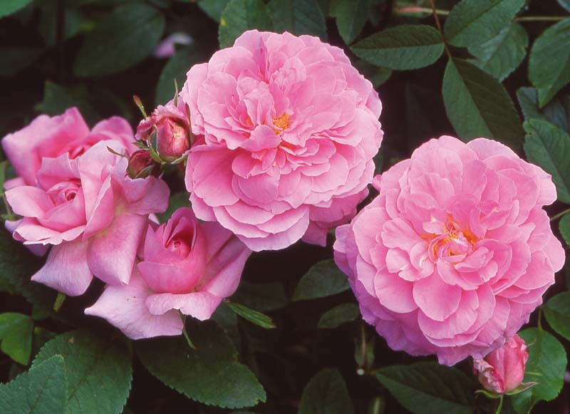 Rosa The Mayflower (English Rose)