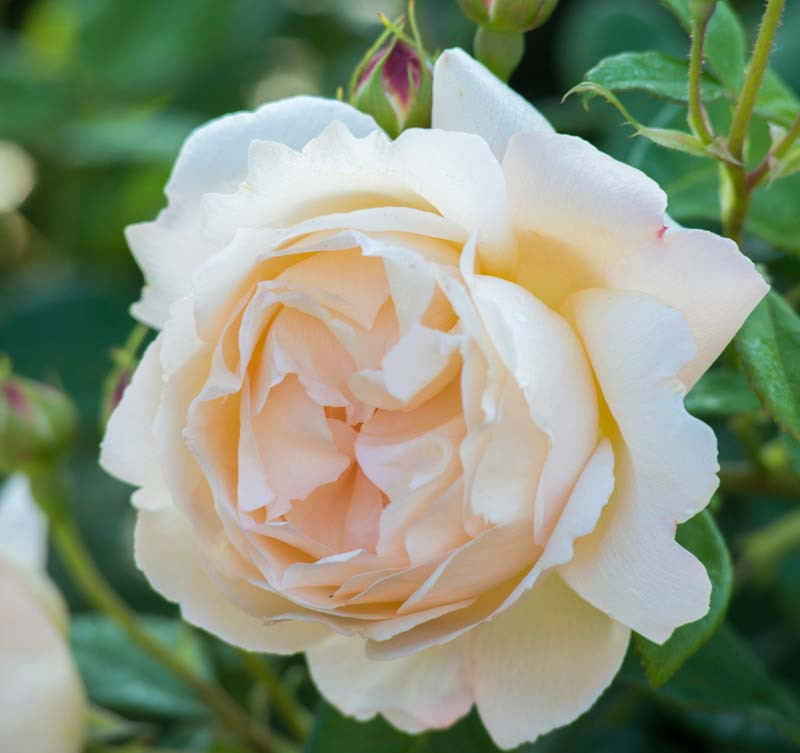 Rosa Wollerton Old Hall (English Rose)