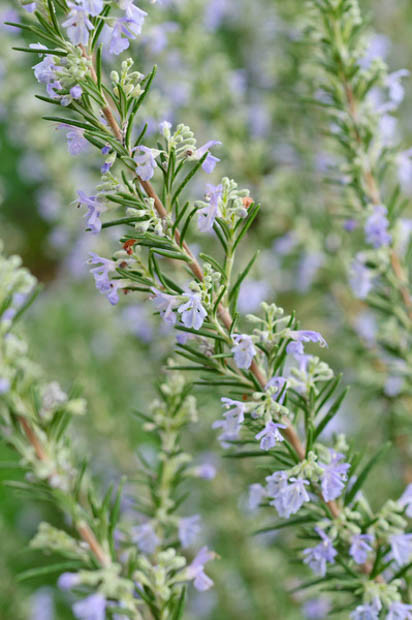Rosmarinus Officinalis Flower