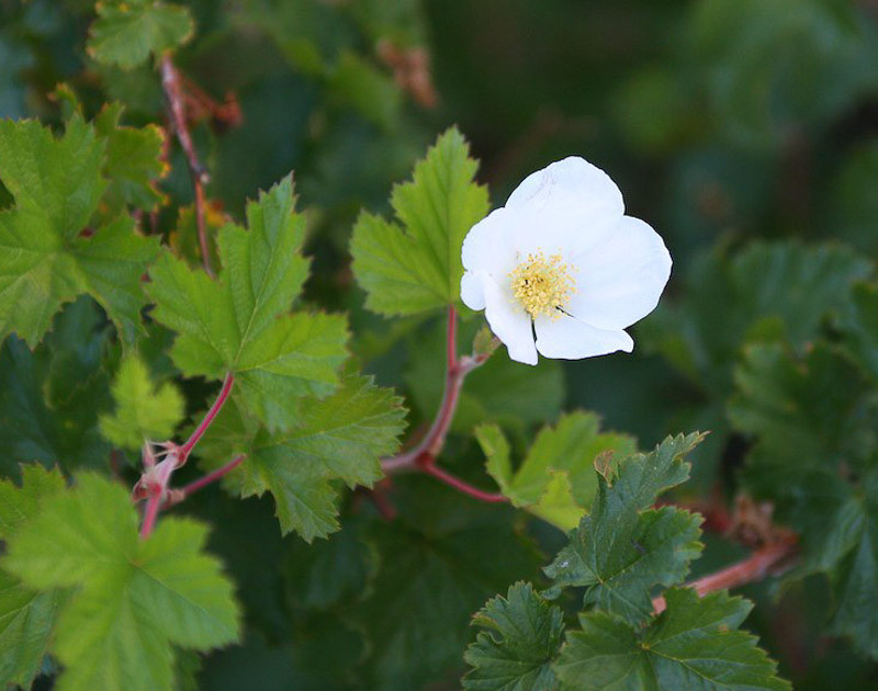 Rubus deliciosus (Delicious Raspberry)