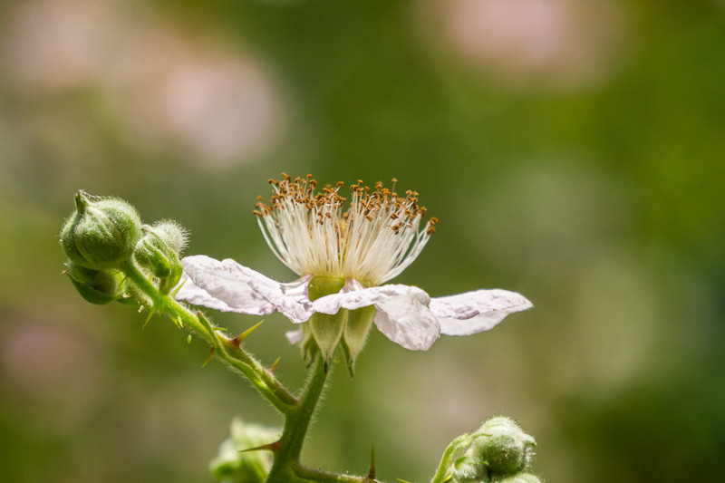 Rubus Ursinus