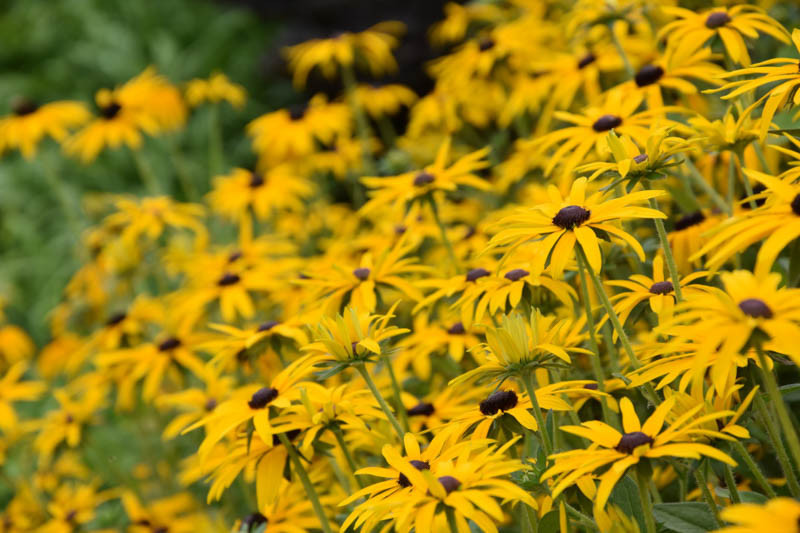 Rudbeckia Fulgida Leaves