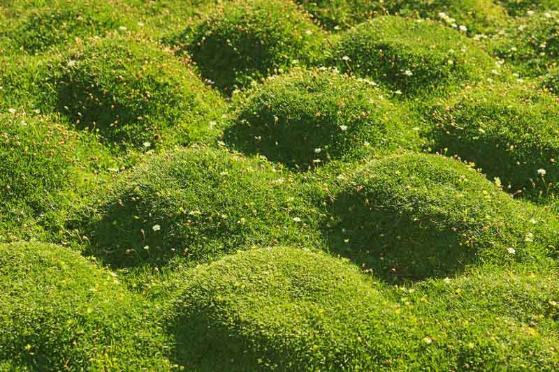 Scotch Moss Ground Cover