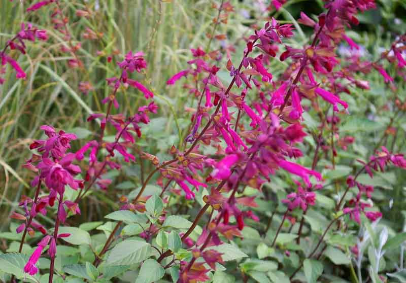 Wishing Plant Salvia 'Wendy's Wish' | Stunning Pink Flowering Salvia
