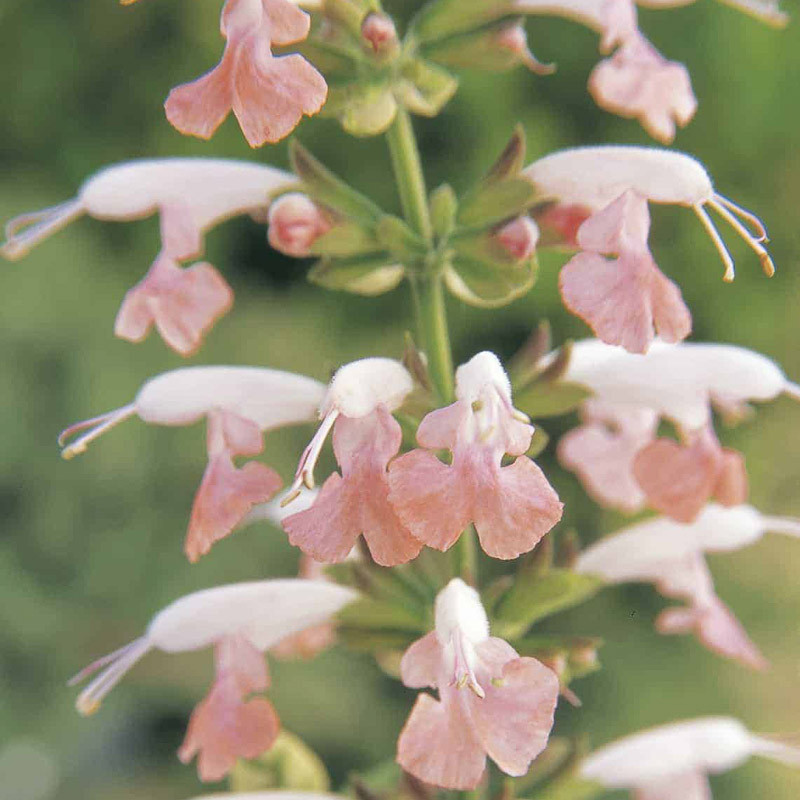 Salvia coccinea 'Summer Jewel Pink' (Scarlet Sage)