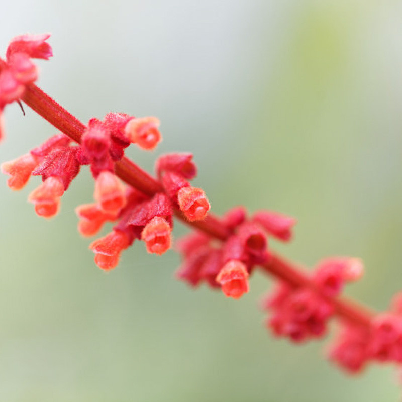 Salvia confertiflora (Sabra Spike Sage)