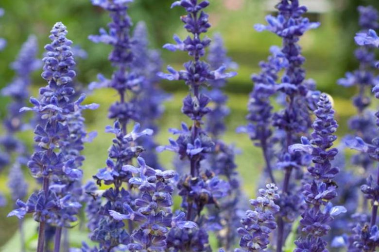 Salvia farinacea 'Victoria Blue' (Mealy Cup Sage)