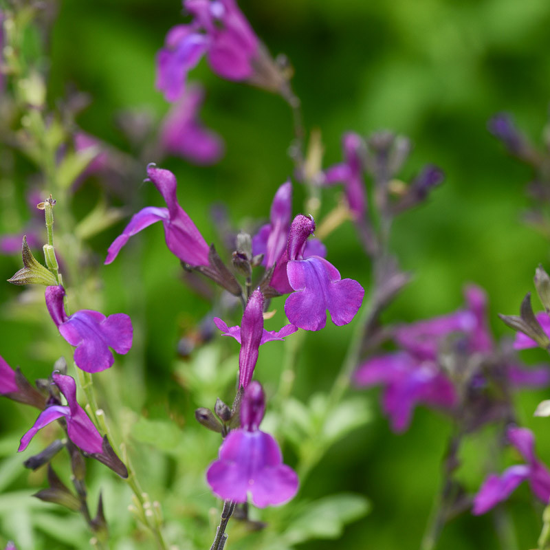 Salvia greggii Mirage Deep Purple (Autumn Sage)